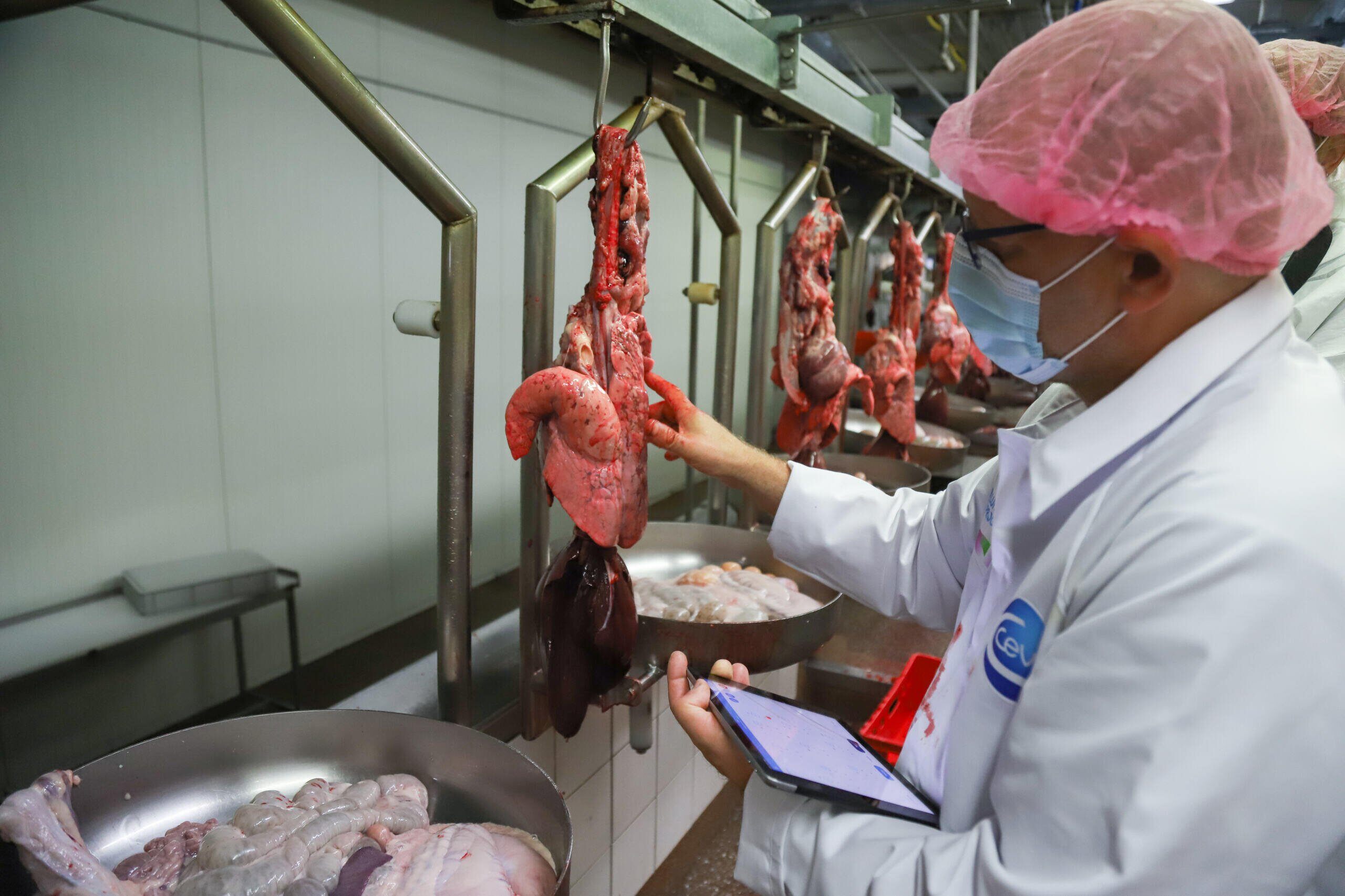 Ceva Lung Program geeft inzicht in longgezondheid van vleesvarkens